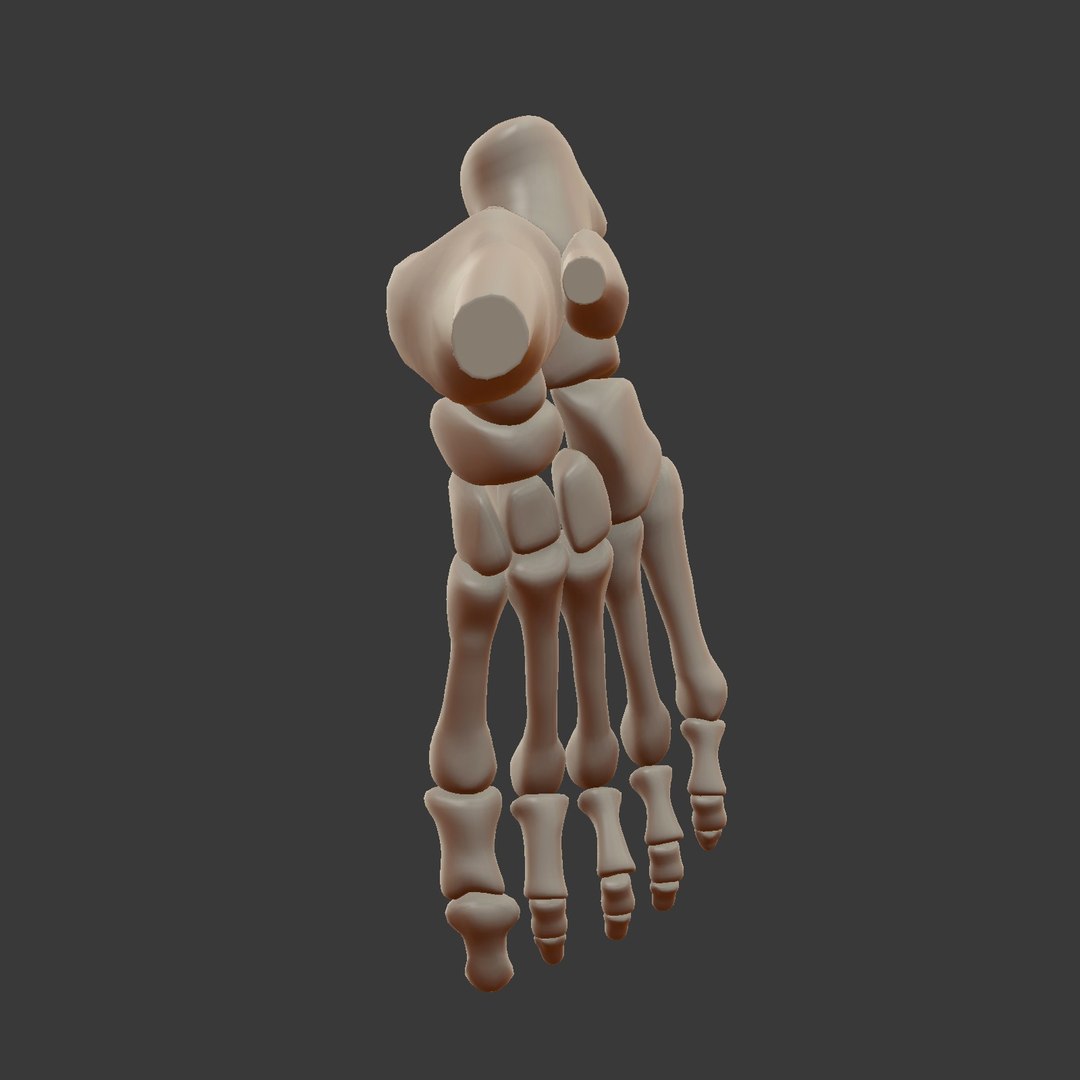 Skeletal Foot 3D Model - TurboSquid 1424419