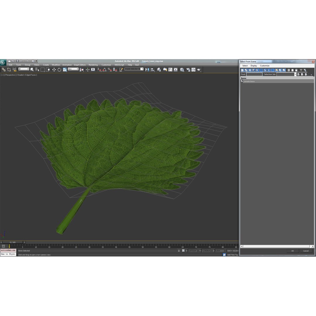 3d crenate leaf modeled nature