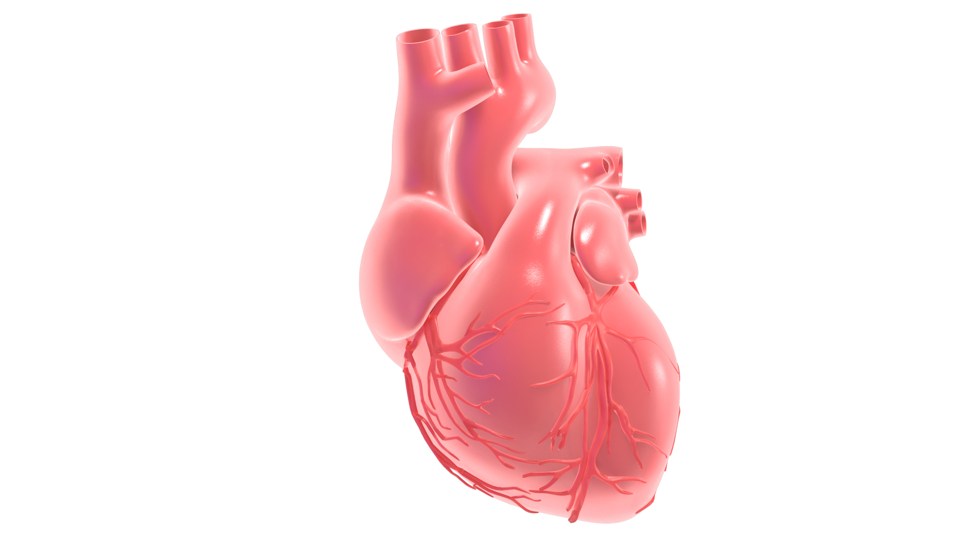 Human Heart 3D Model - TurboSquid 2032922