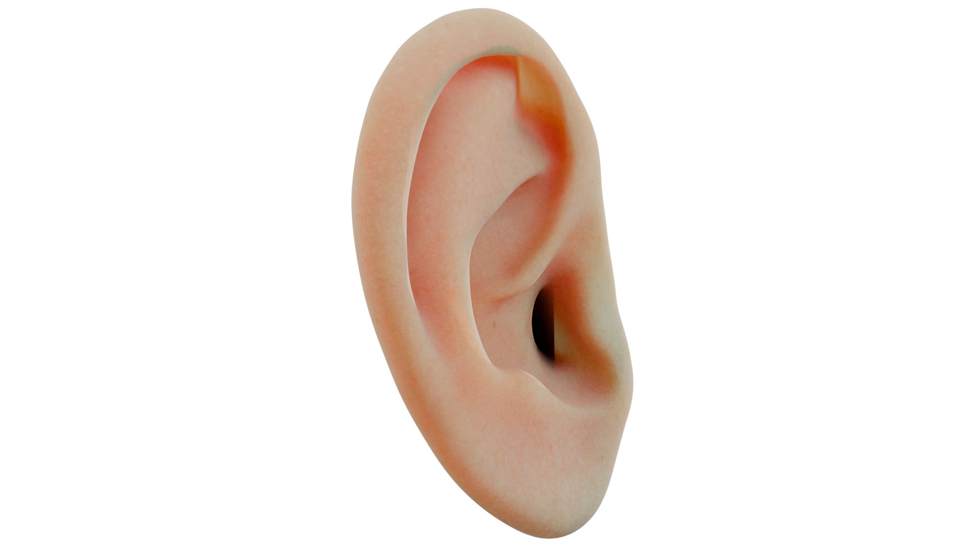 Human Ear 3D Model - TurboSquid 2210728