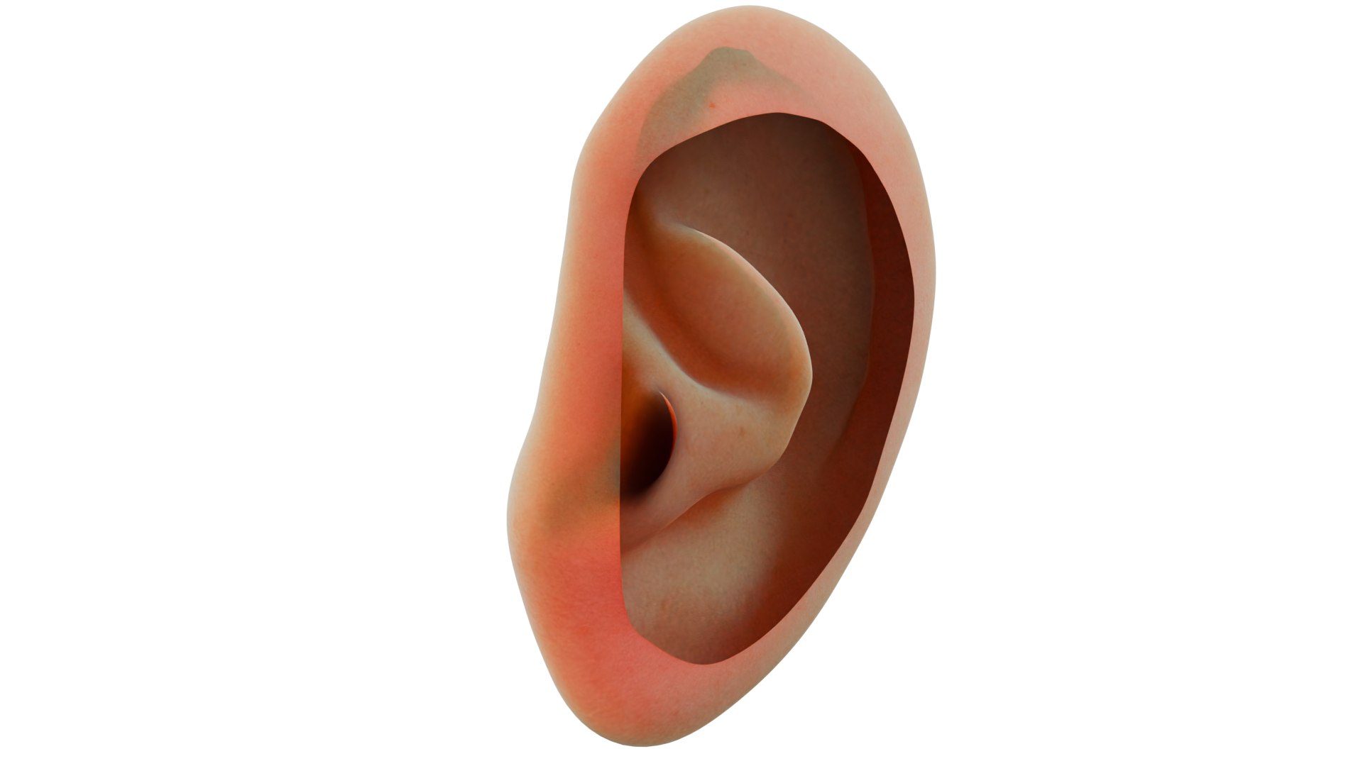 Human Ear 3D Model - TurboSquid 2210728