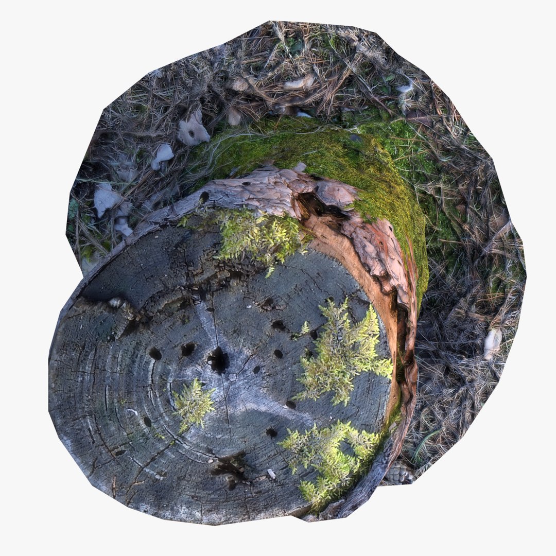 3d Realistic Pine Stump