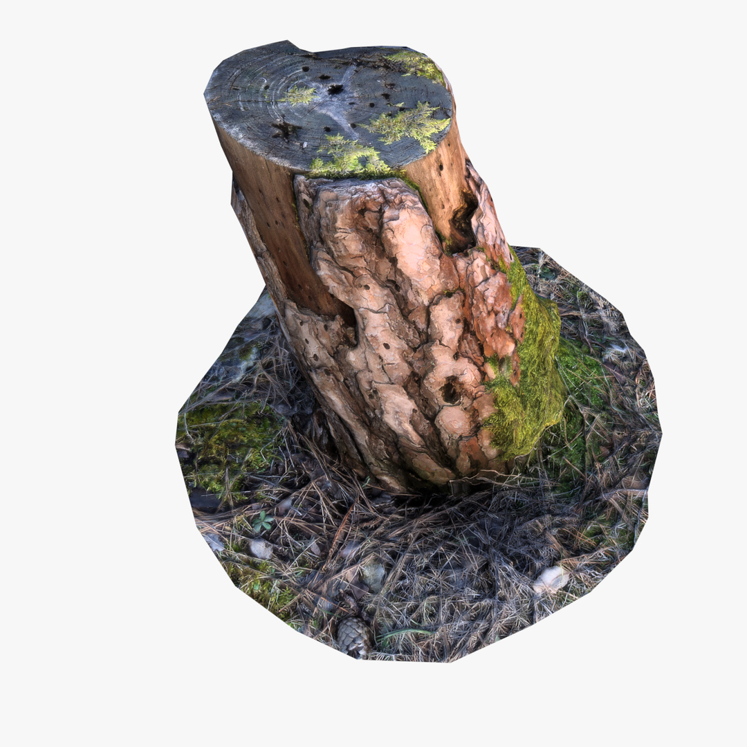 3d Realistic Pine Stump
