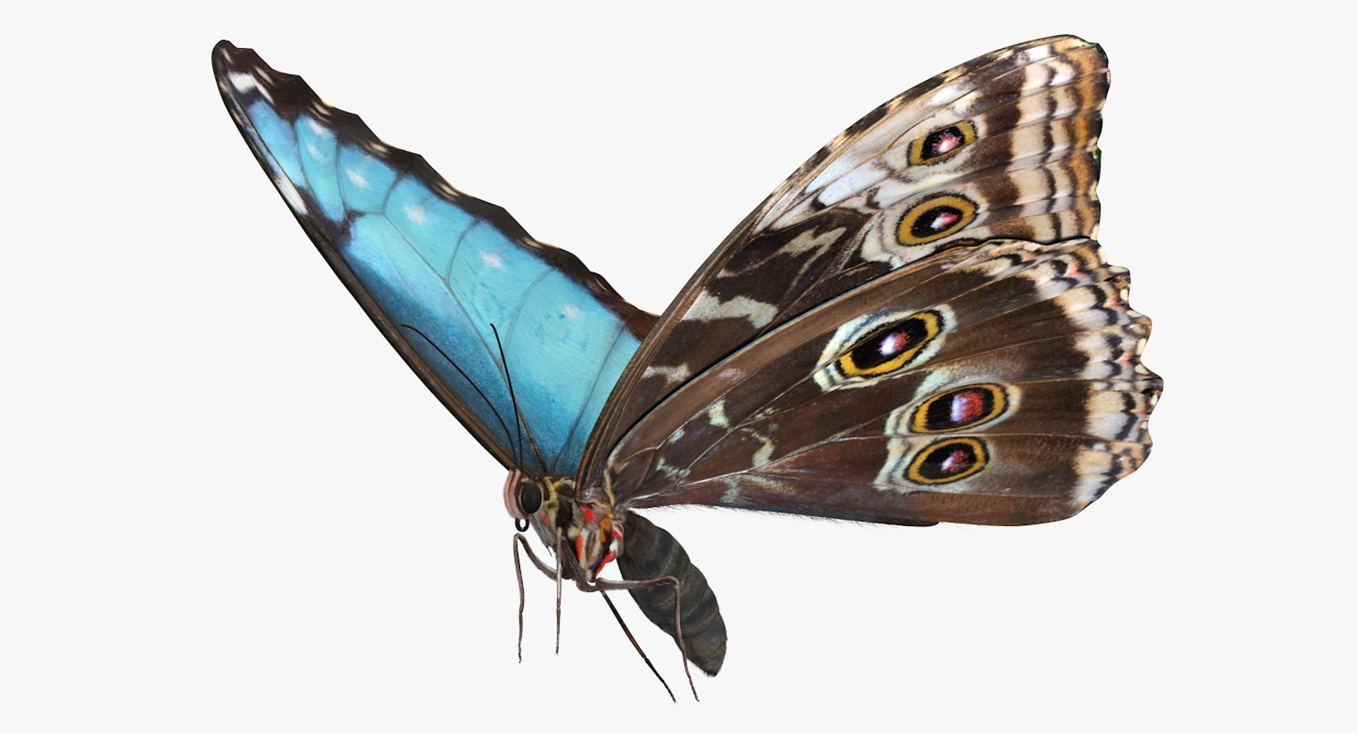 3D Common Morpho Butterfly Fur Color - TurboSquid 1165168
