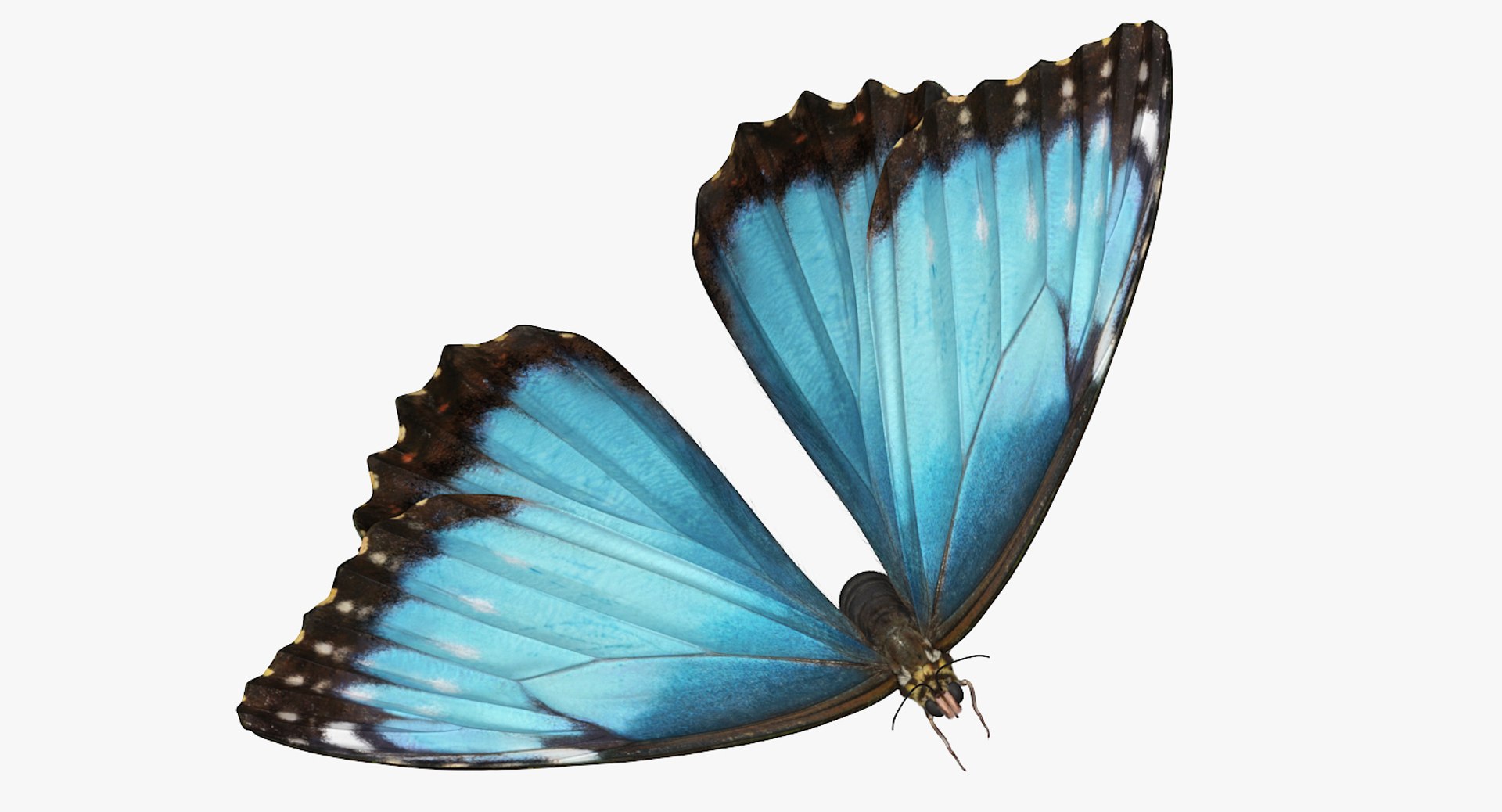 3D Common Morpho Butterfly Fur Color - TurboSquid 1165168