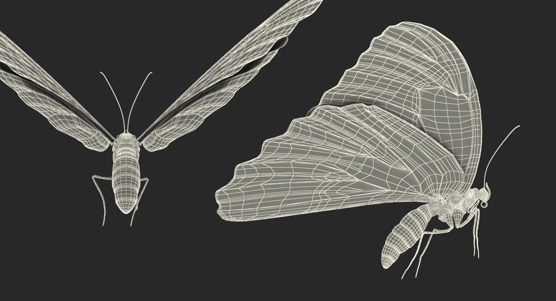 3D Common Morpho Butterfly Fur Color - TurboSquid 1165168