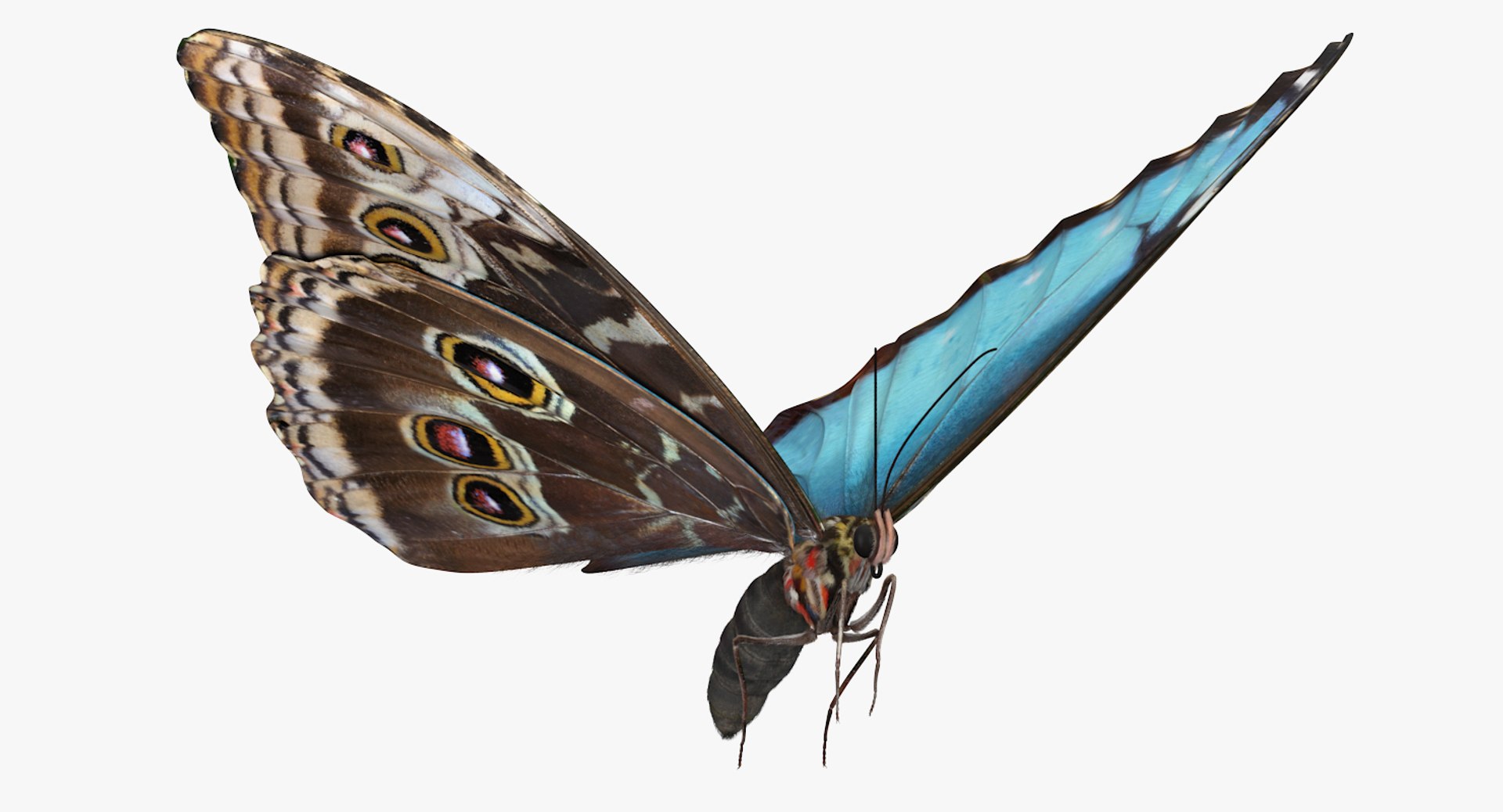 3D Common Morpho Butterfly Fur Color - TurboSquid 1165168