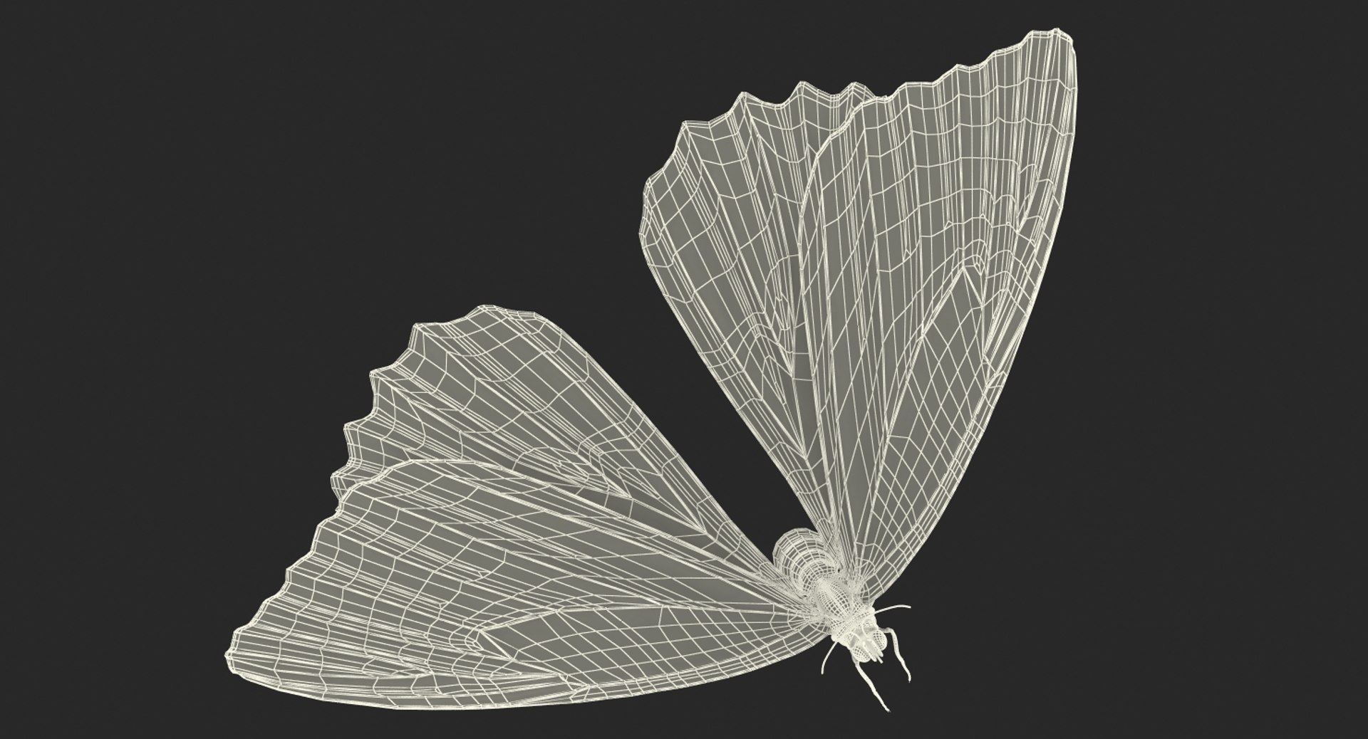 3D Common Morpho Butterfly Fur Color - TurboSquid 1165168