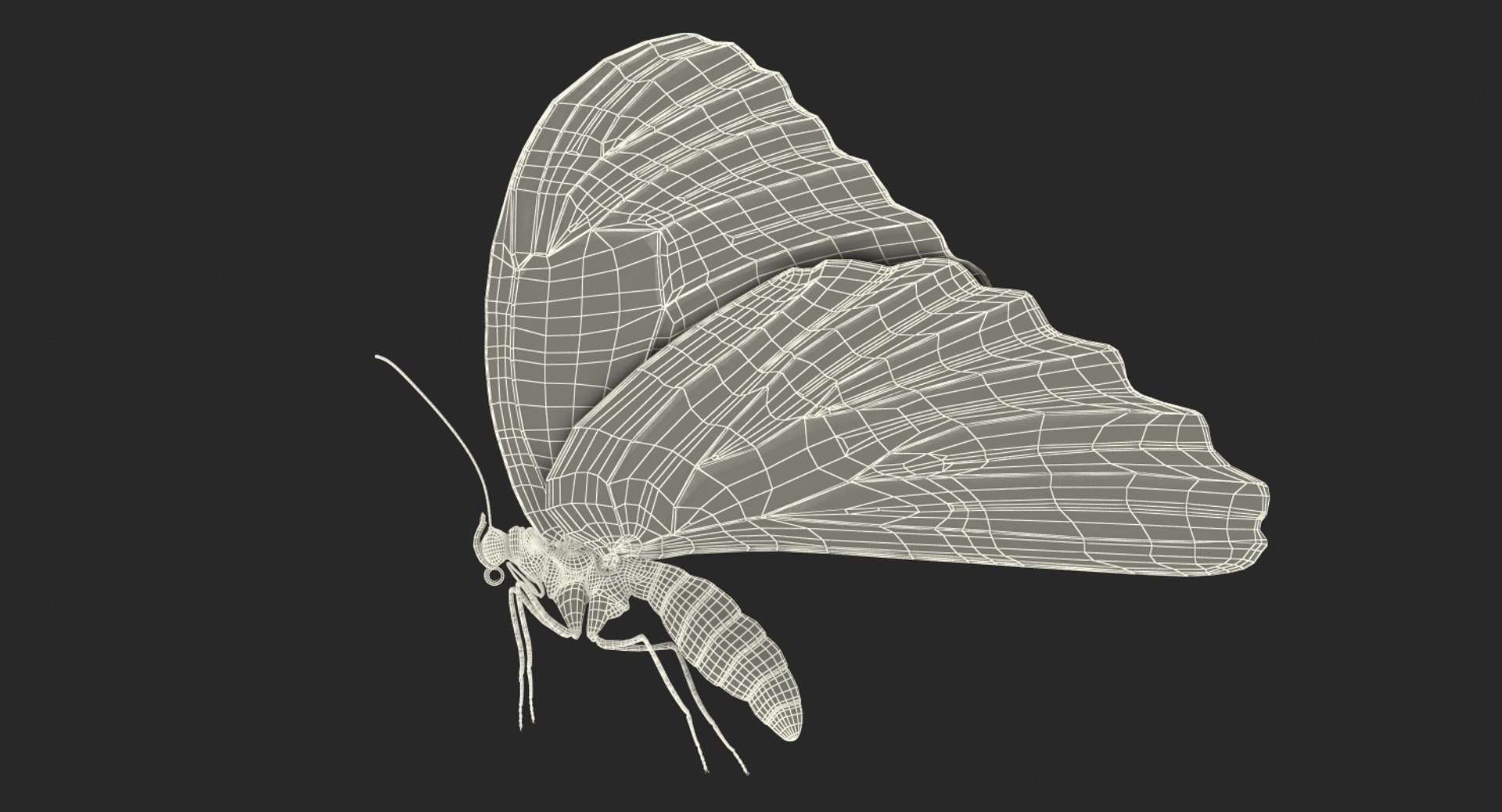 3D Common Morpho Butterfly Fur Color - TurboSquid 1165168