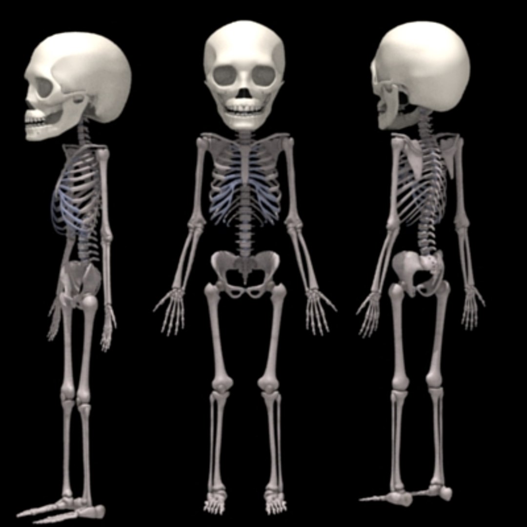 3d 2 Years Skeleton Human