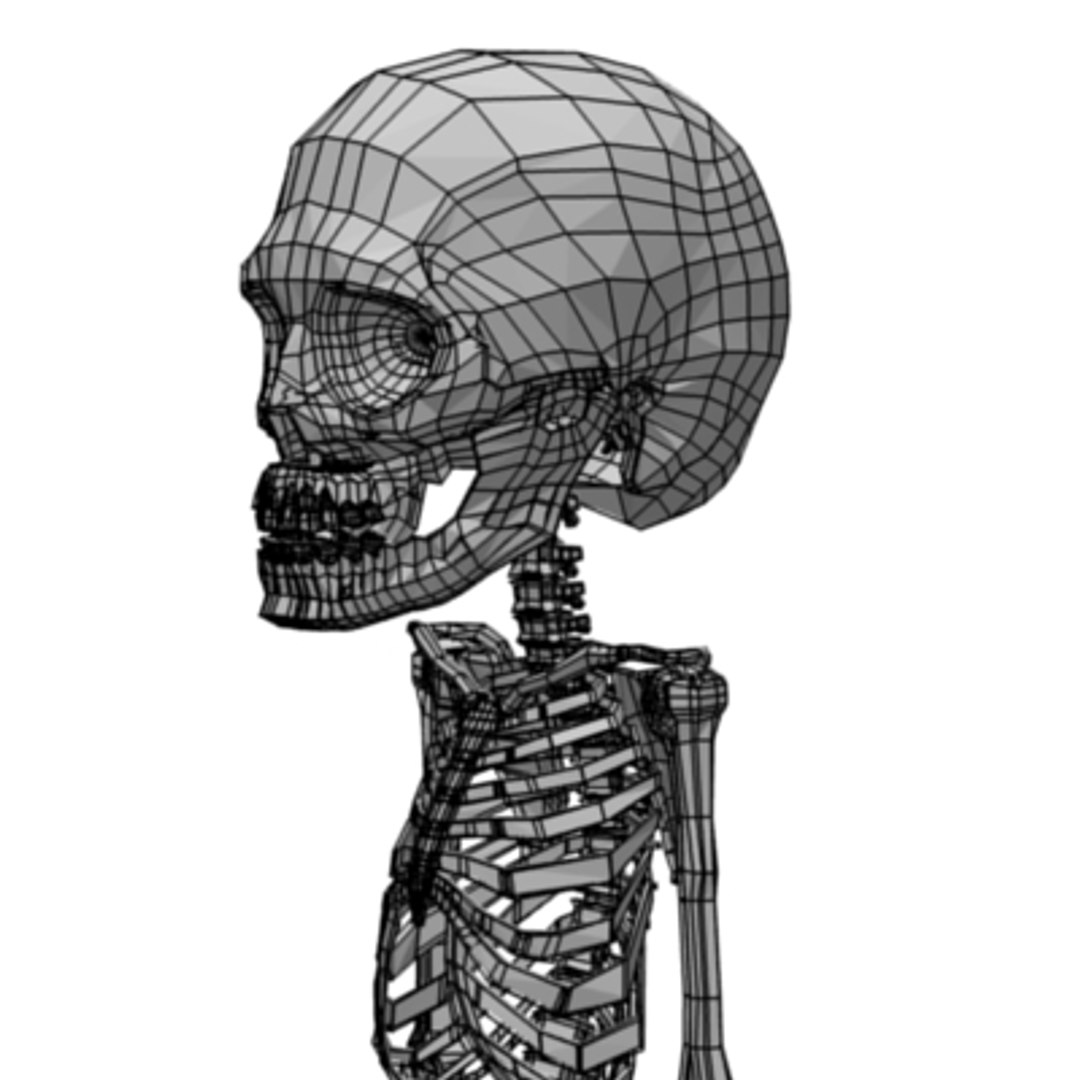 3d 2 Years Skeleton Human