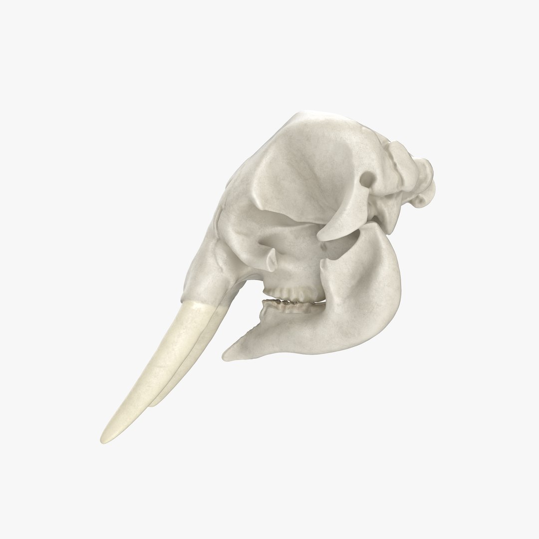 3D African Elephant Skull - TurboSquid 1212518