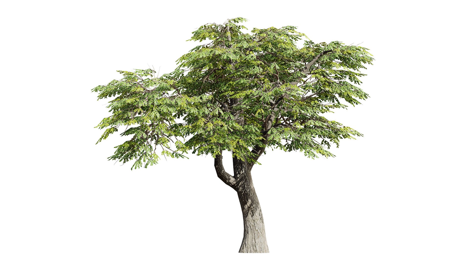 Realistic Mopane Tree 3D Asset Model - TurboSquid 2427868