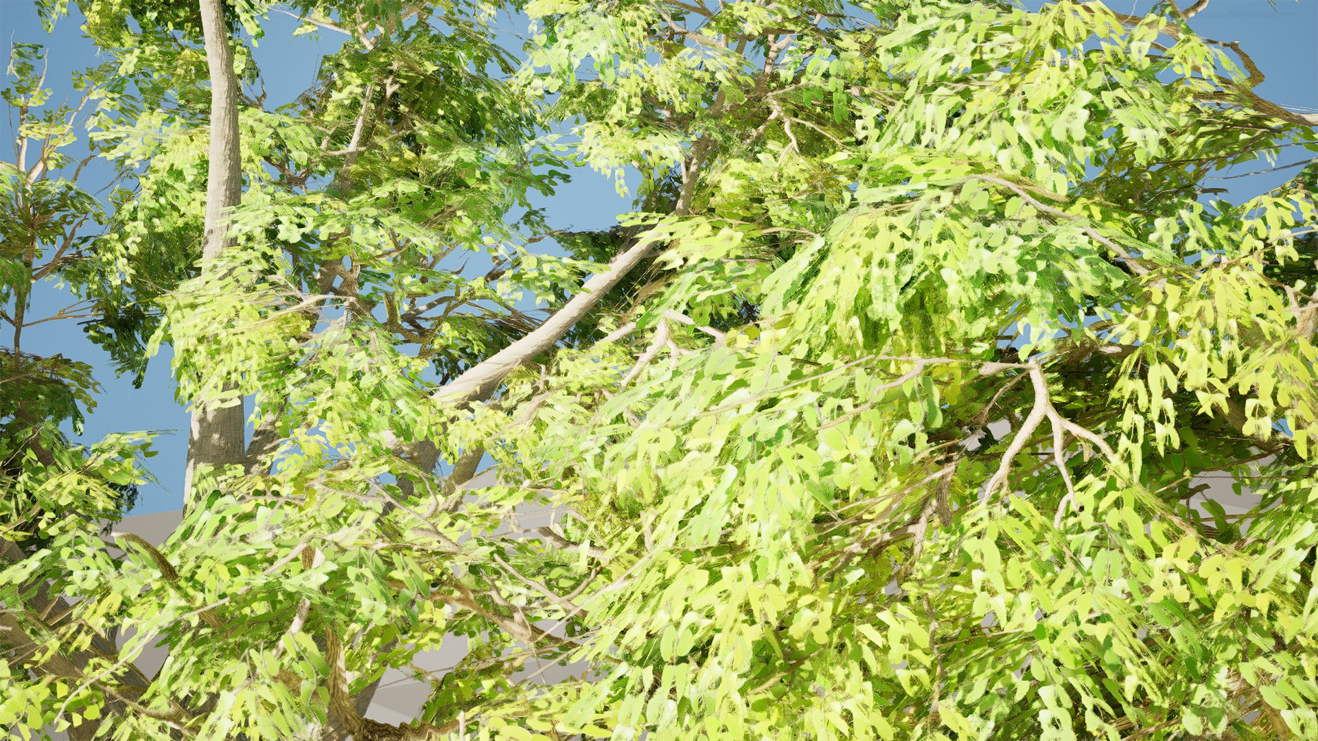 Realistic Mopane Tree 3D Asset Model - TurboSquid 2427868