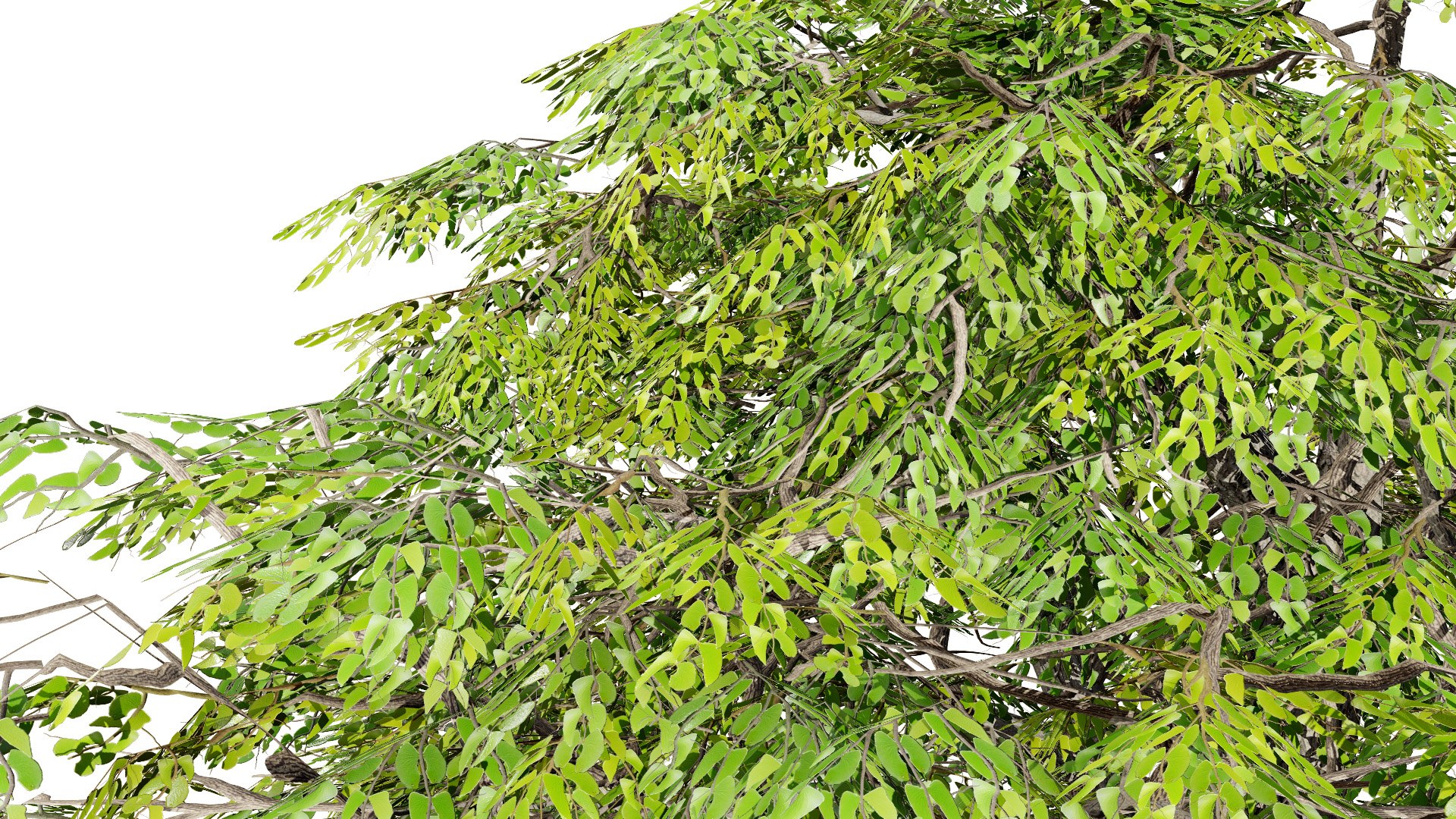 Realistic Mopane Tree 3D Asset Model - TurboSquid 2427868