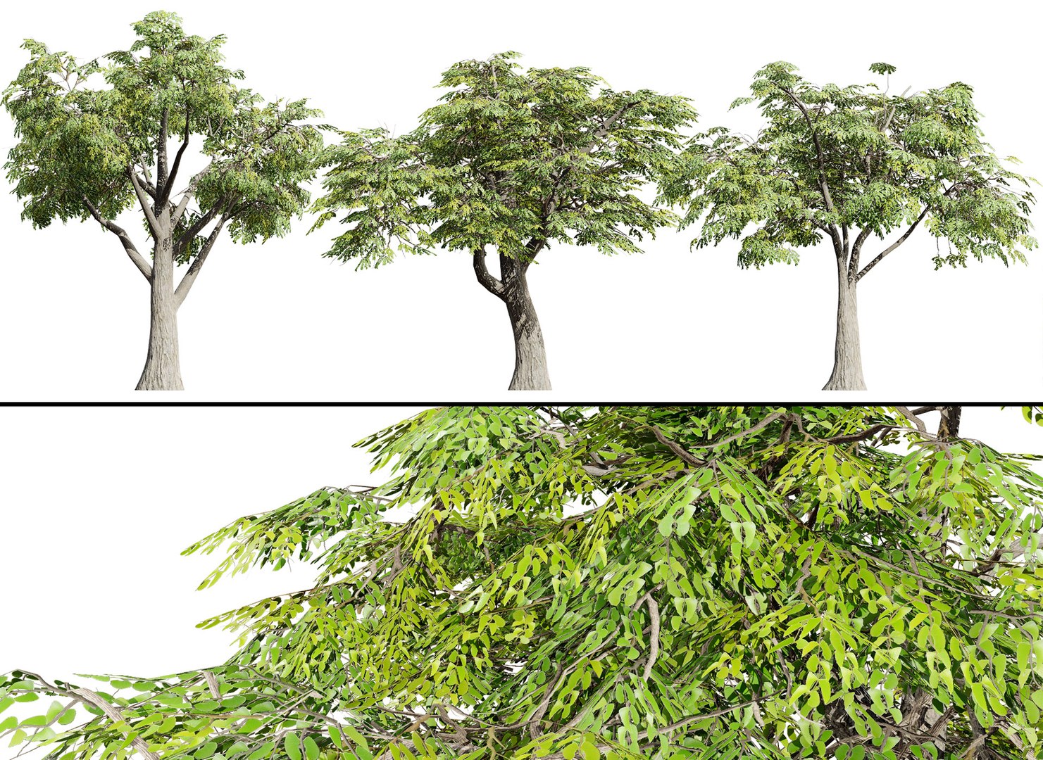 Realistic Mopane Tree 3D Asset Model - TurboSquid 2427868