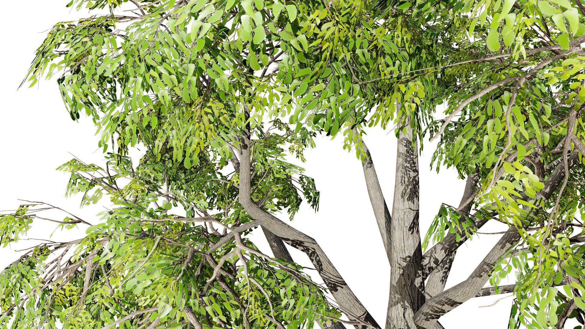 Realistic Mopane Tree 3D Asset Model - TurboSquid 2427868