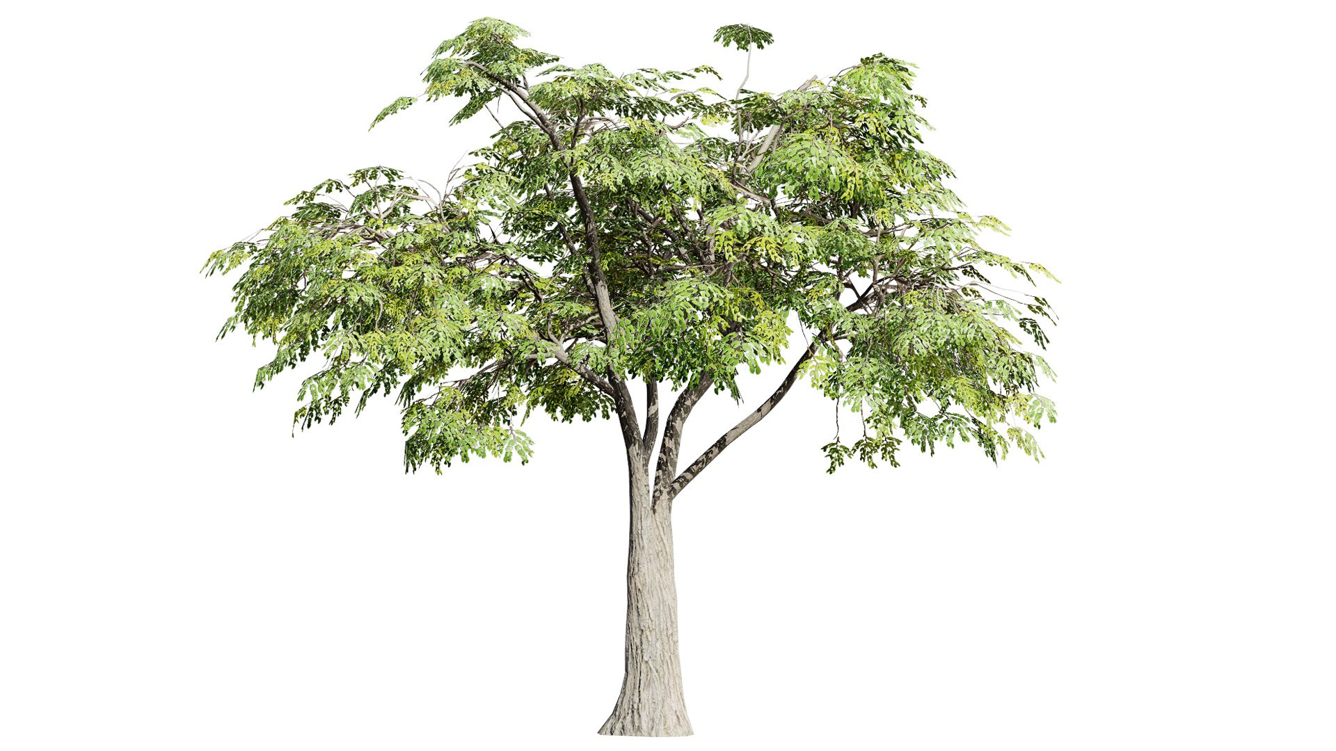 Realistic Mopane Tree 3D Asset Model - TurboSquid 2427868