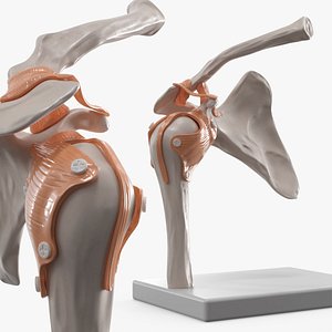 3D Anatomy Shoulder Models - Browse & Download Formats - TurboSquid