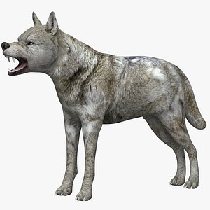 Wolf Cinema 4D Models for Download | TurboSquid