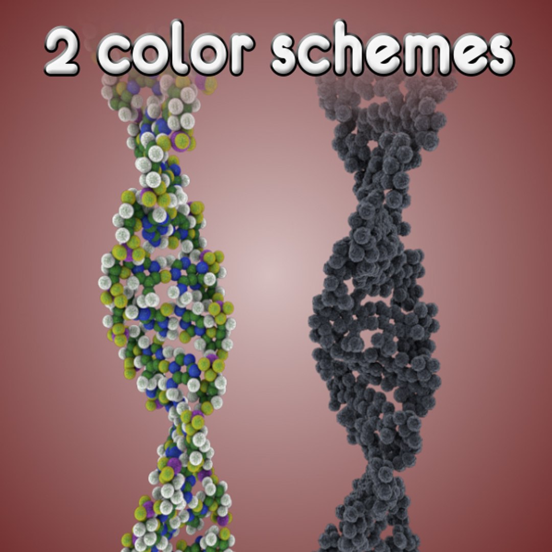 3d Dna Molecule