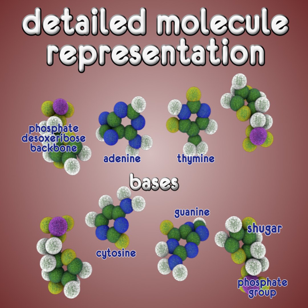 3d Dna Molecule