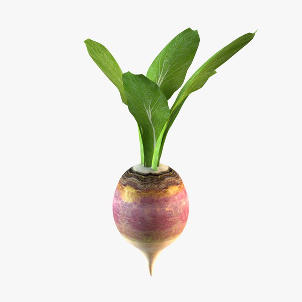 Turnip 3D Models for Download | TurboSquid