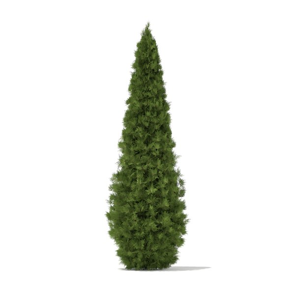 Arborvitae 3D Models for Download | TurboSquid