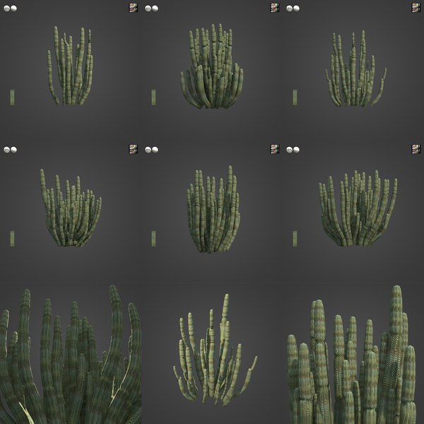 3D 2021 PBR Organ Pipe Cactus - Lemaireocereus Thurberi - TurboSquid ...