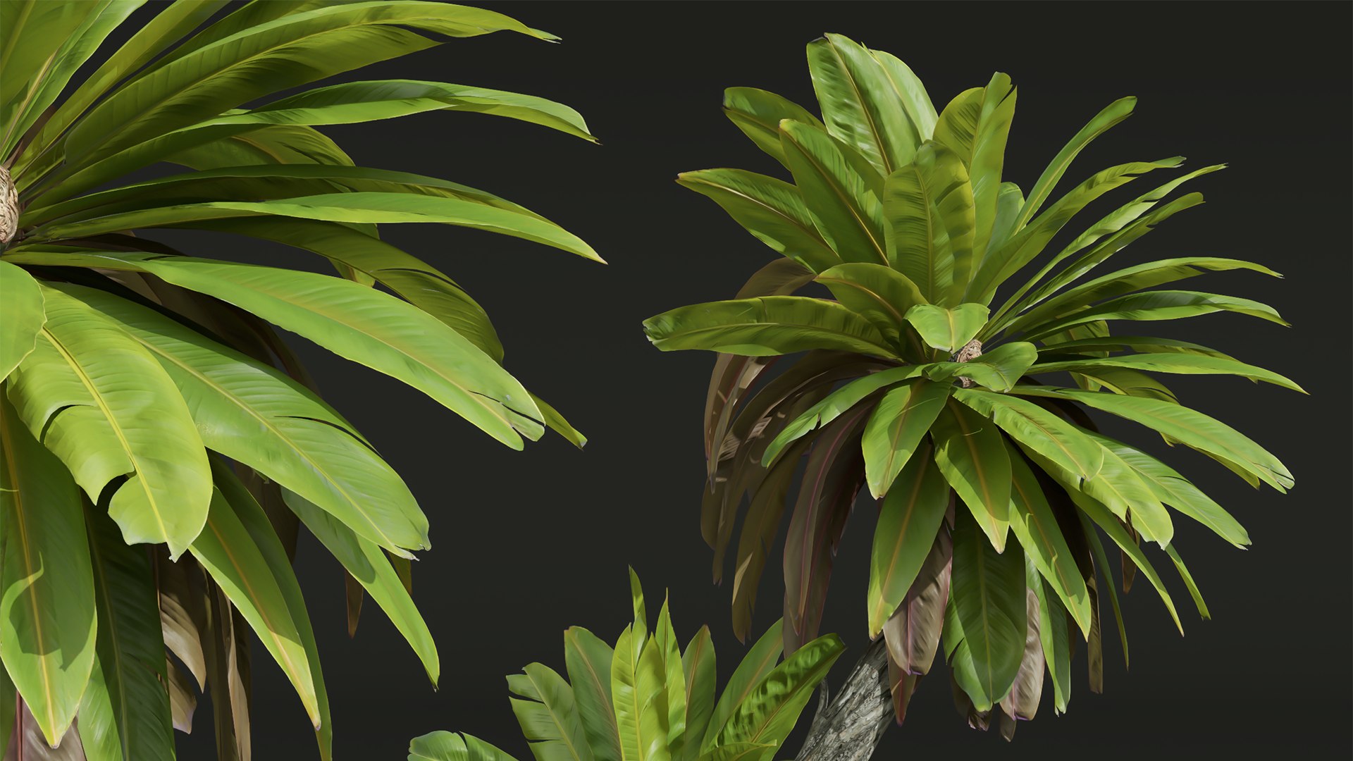 New Plant High Detail Neottopteris Nidus Small 3D Model - TurboSquid ...