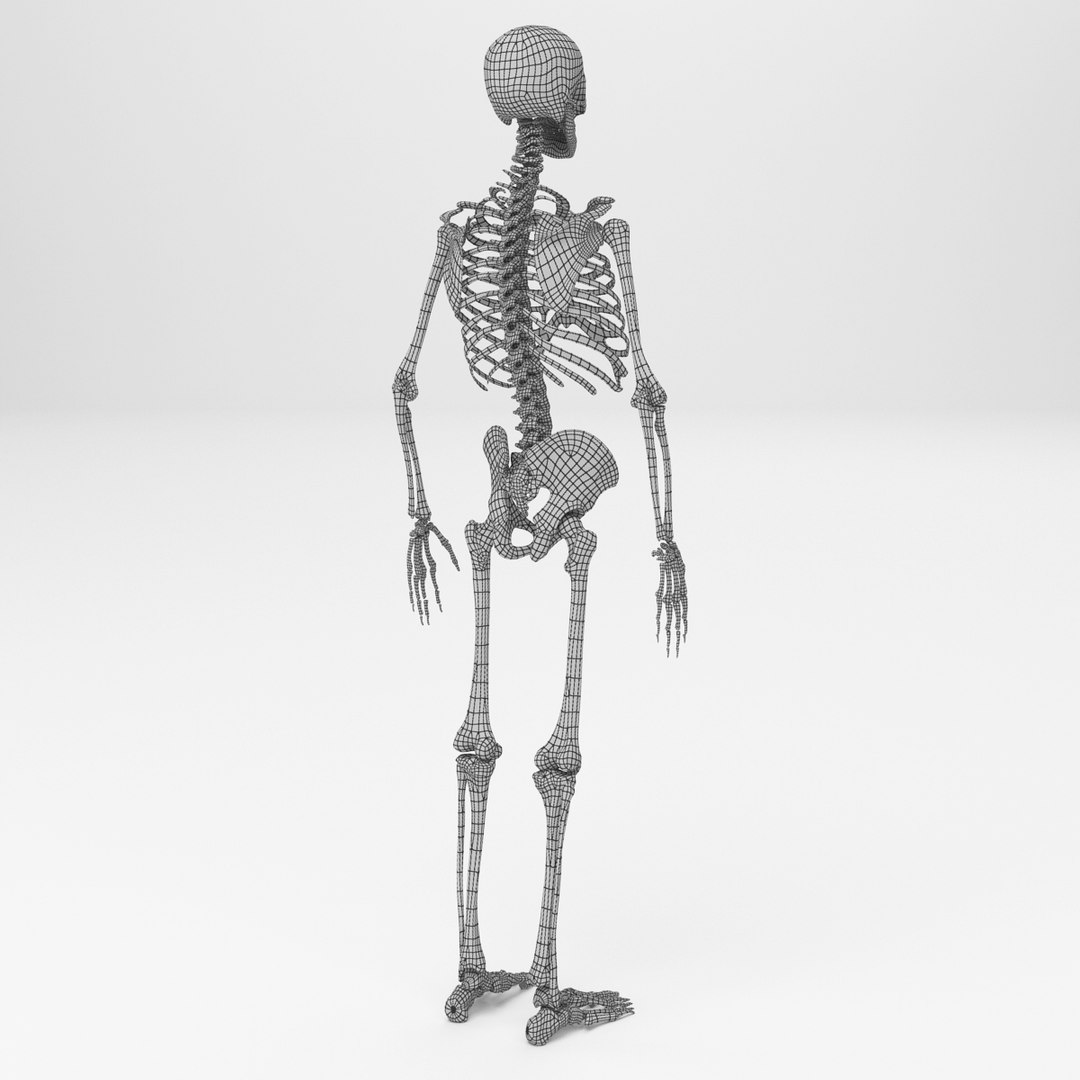 Human Skeleton - Women Max