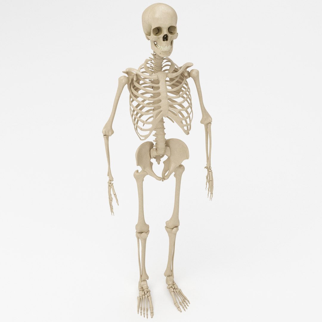 Human Skeleton - Women Max