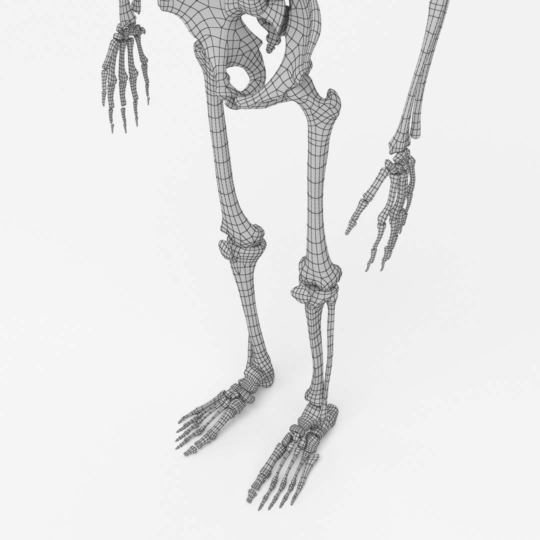 Human Skeleton - Women Max