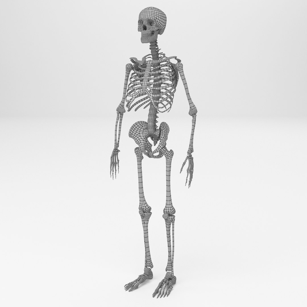 Human Skeleton - Women Max