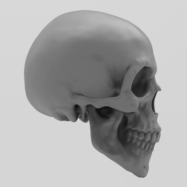Simple Human Skull - Solid obj 3D model - TurboSquid 1721864