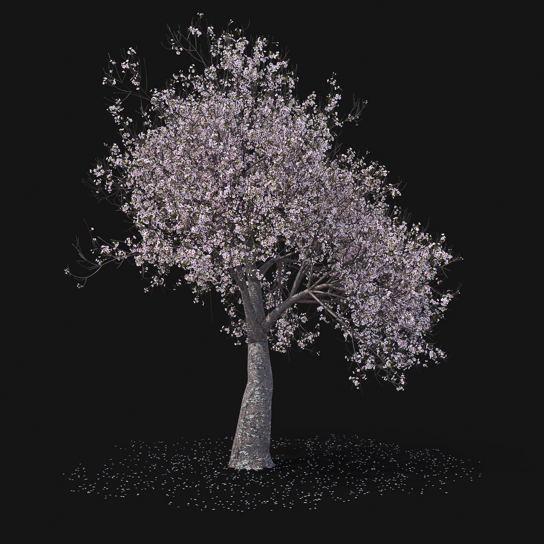 Blossom Tree 05 3D Model - TurboSquid 1220938