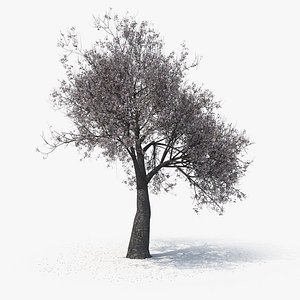 Cherry Tree 3D Models for Download | TurboSquid