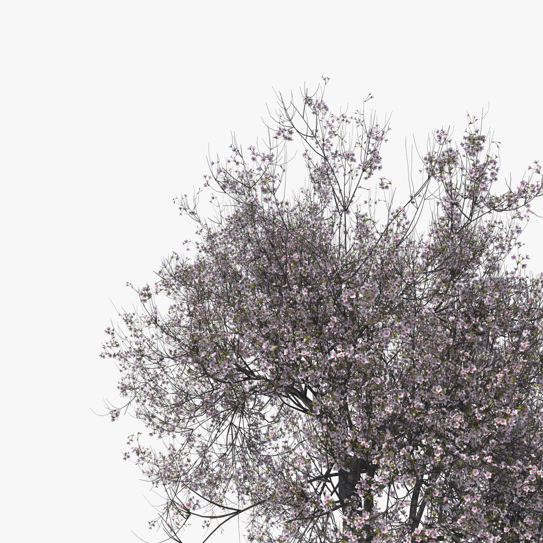 Blossom Tree 05 3D Model - TurboSquid 1220938