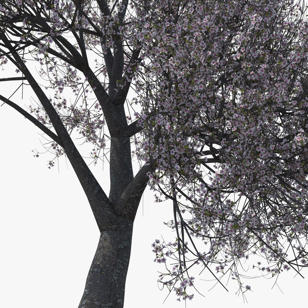 Blossom Tree 05 3D Model - TurboSquid 1220938
