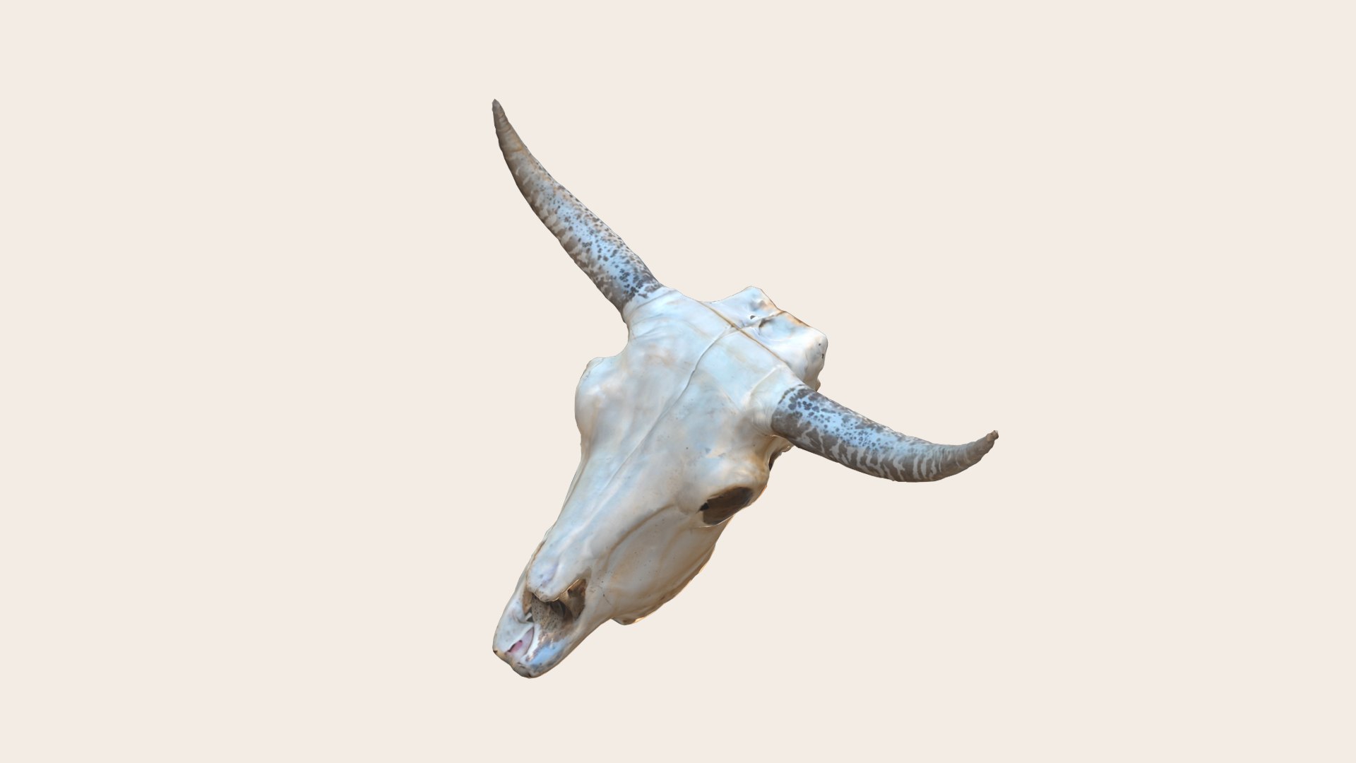 Cow Bull Longhorn Skull 3D - TurboSquid 2283722