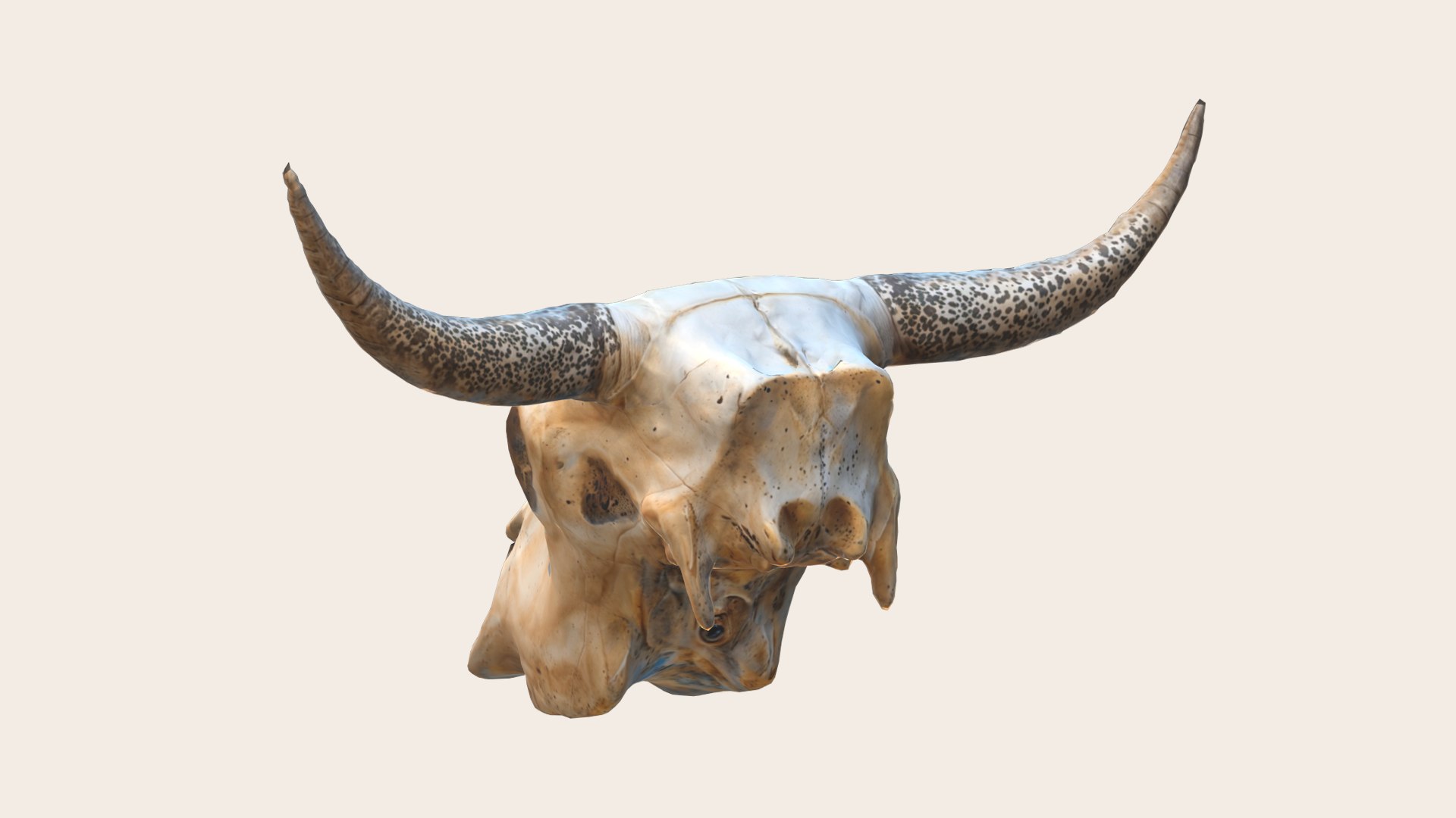 Cow Bull Longhorn Skull 3D - TurboSquid 2283722