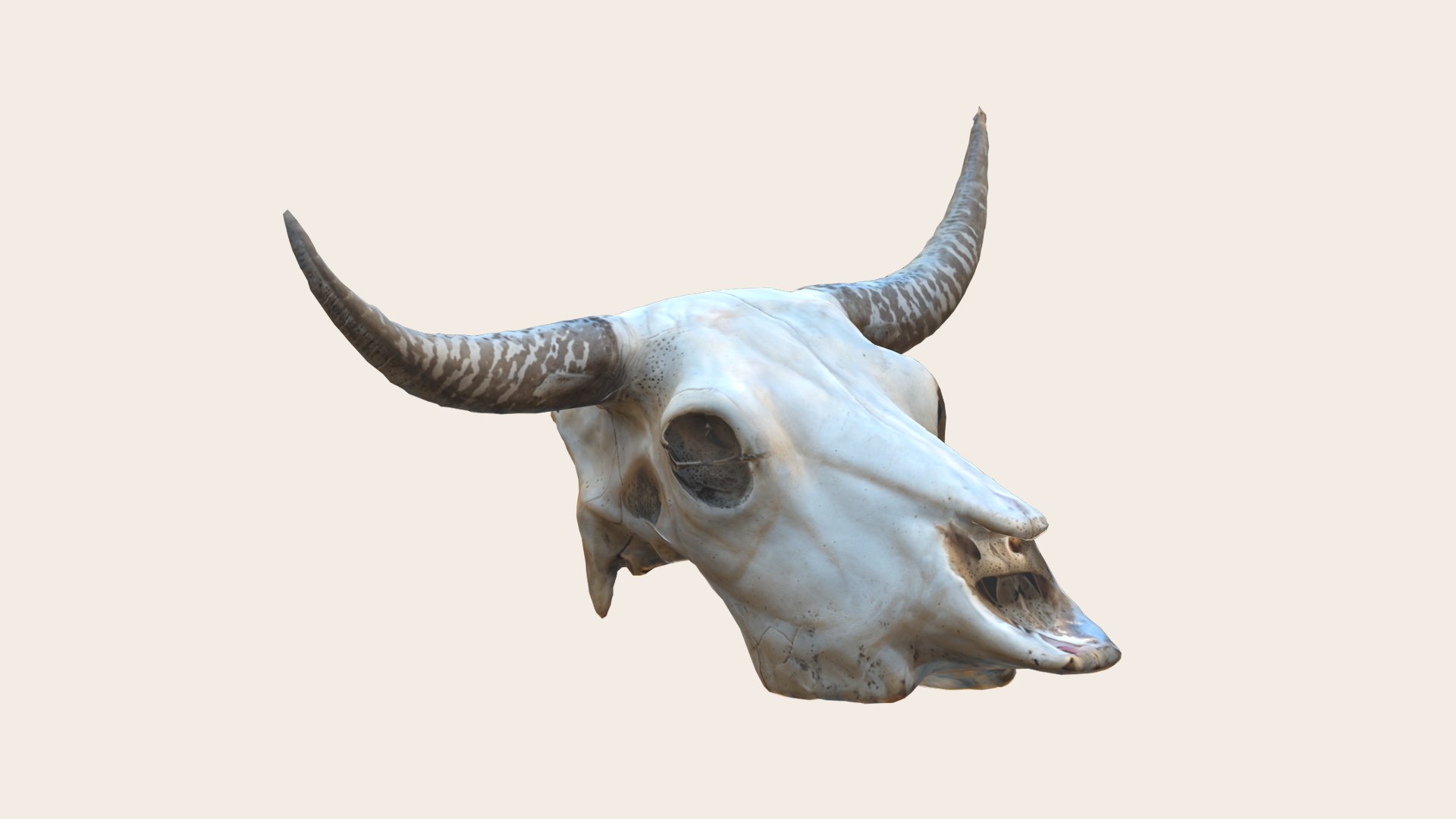 Cow Bull Longhorn Skull 3D - TurboSquid 2283722
