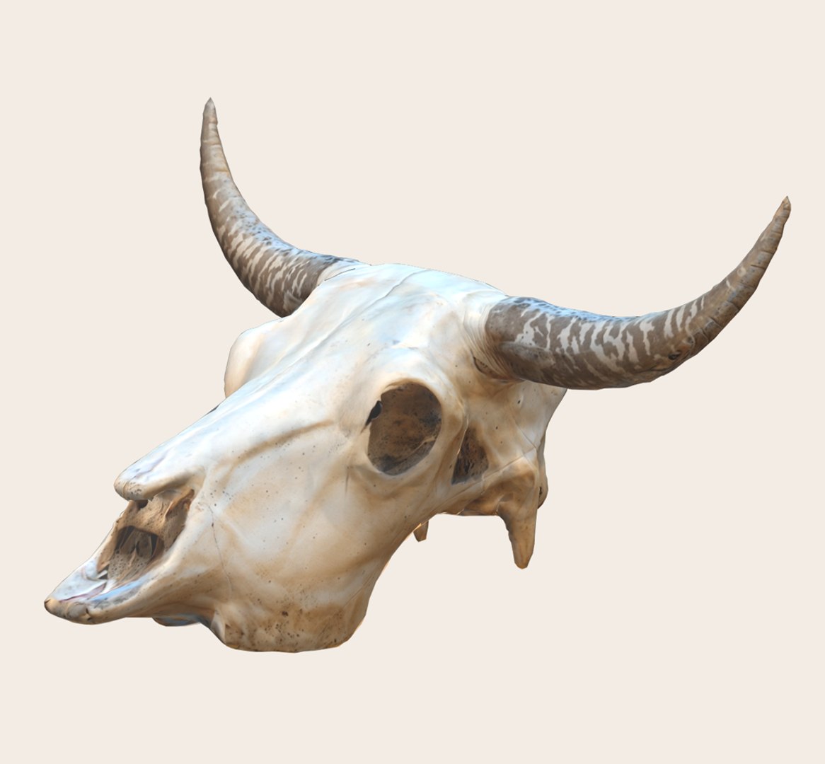 Cow Bull Longhorn Skull 3D - TurboSquid 2283722