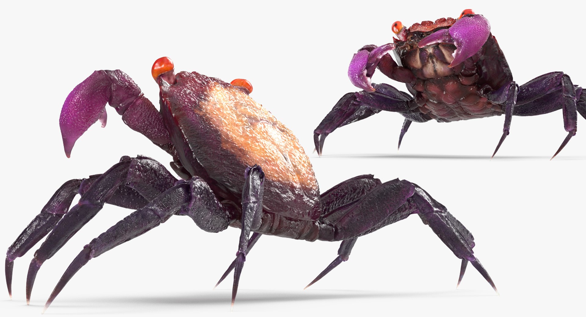 3d vampire crab geosesarma rigged model
