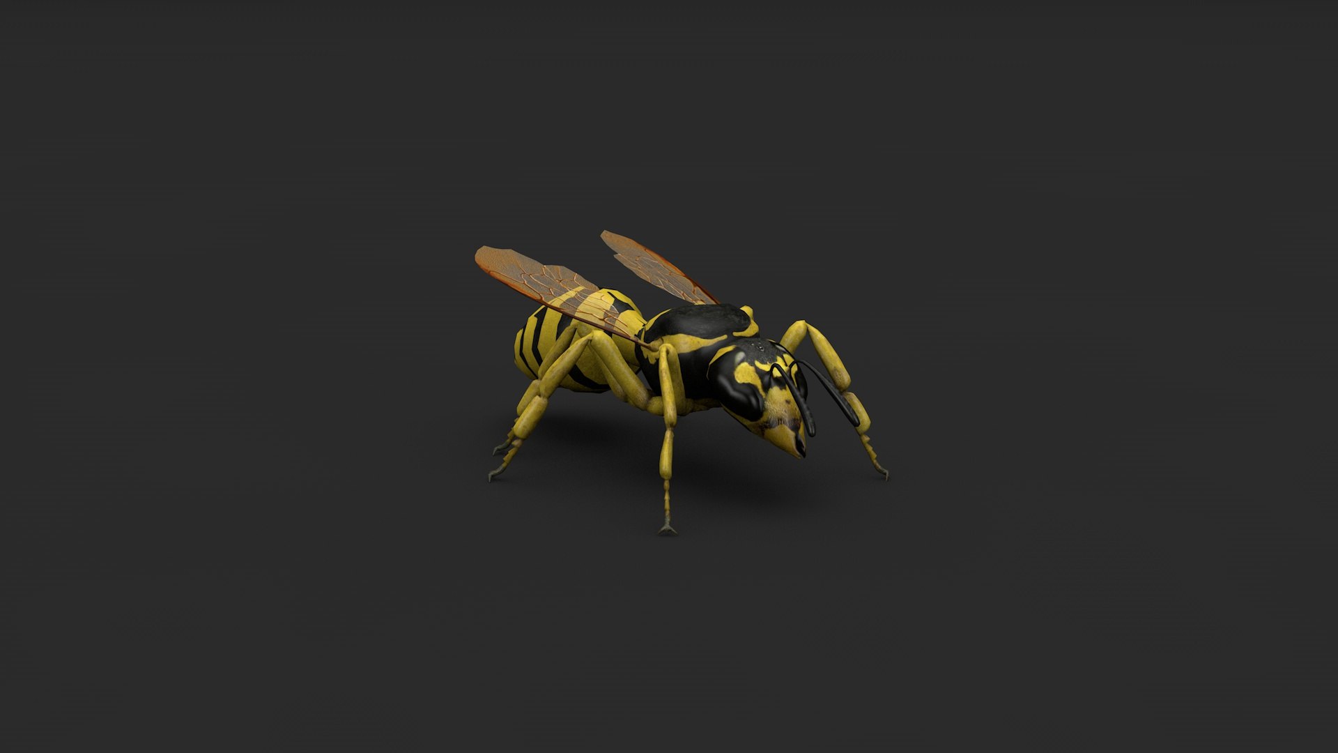 3D Wasp Model - TurboSquid 2370268