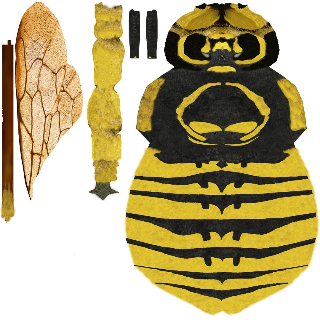 3D Wasp Model - TurboSquid 2370268