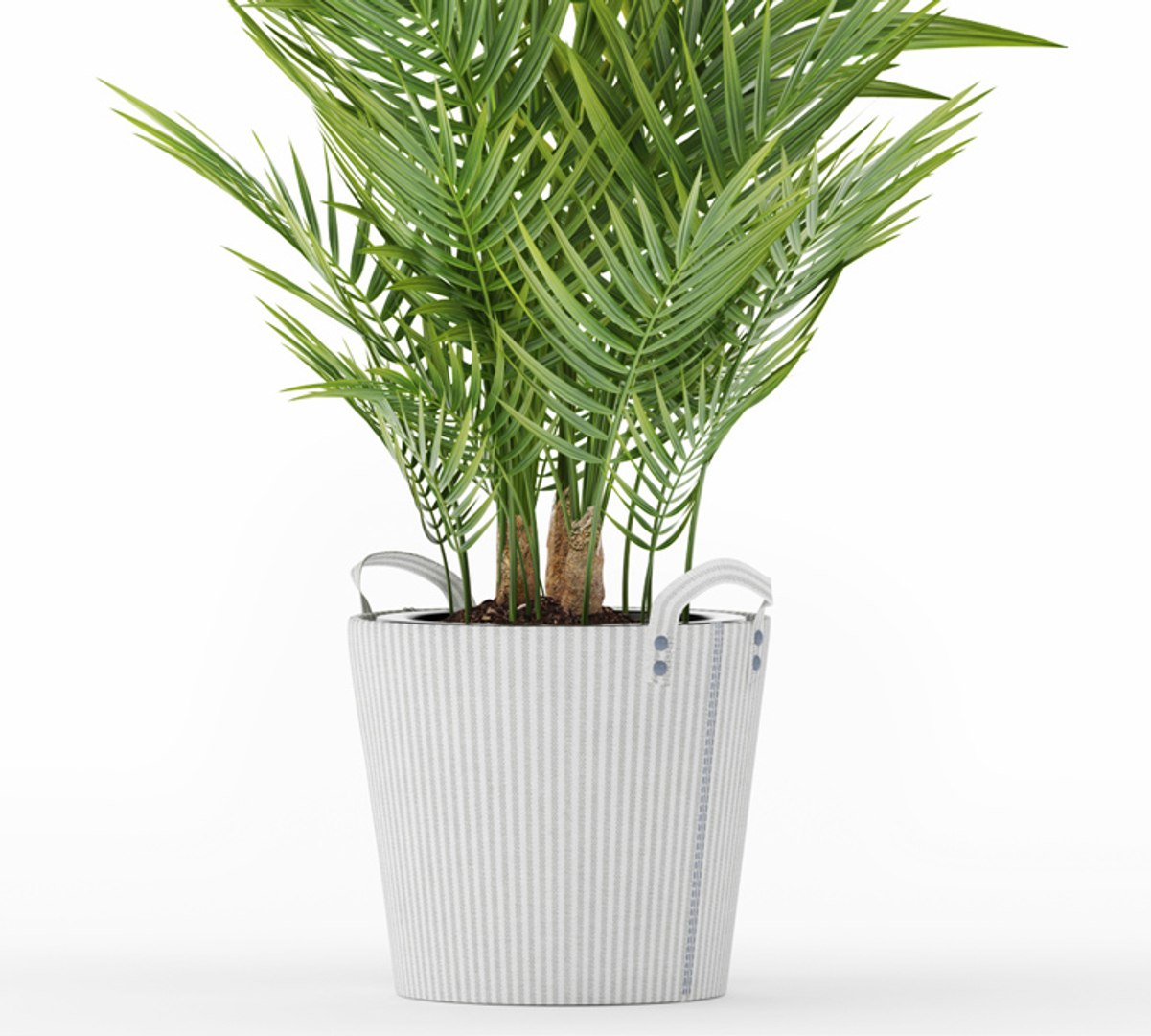 Plants 149 Palm Model - TurboSquid 1225259