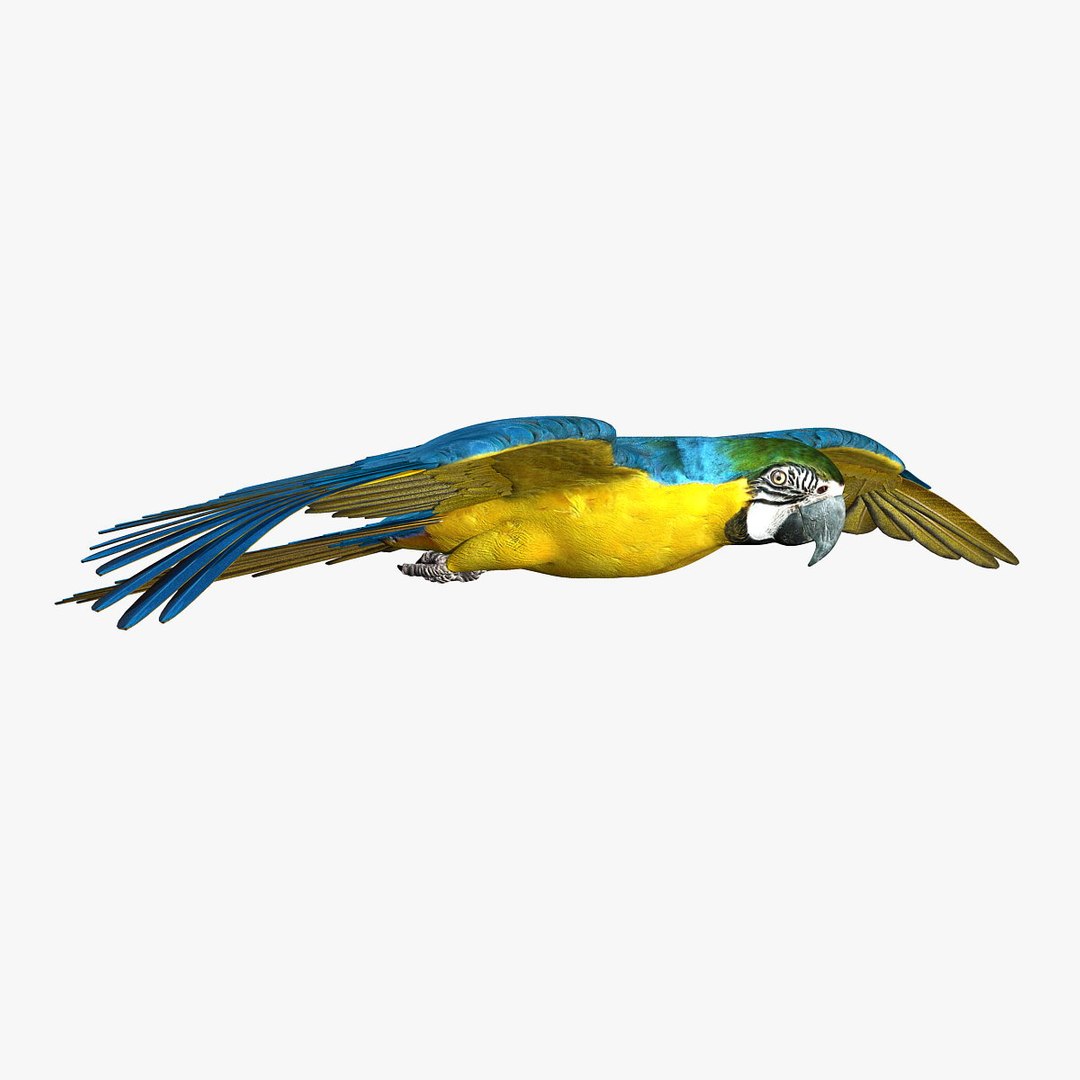 Maya Parrot Animator 2