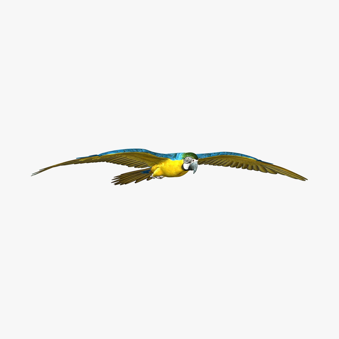 Maya Parrot Animator 2