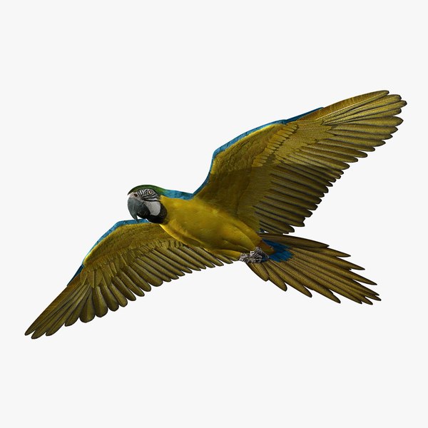 maya parrot animator 2